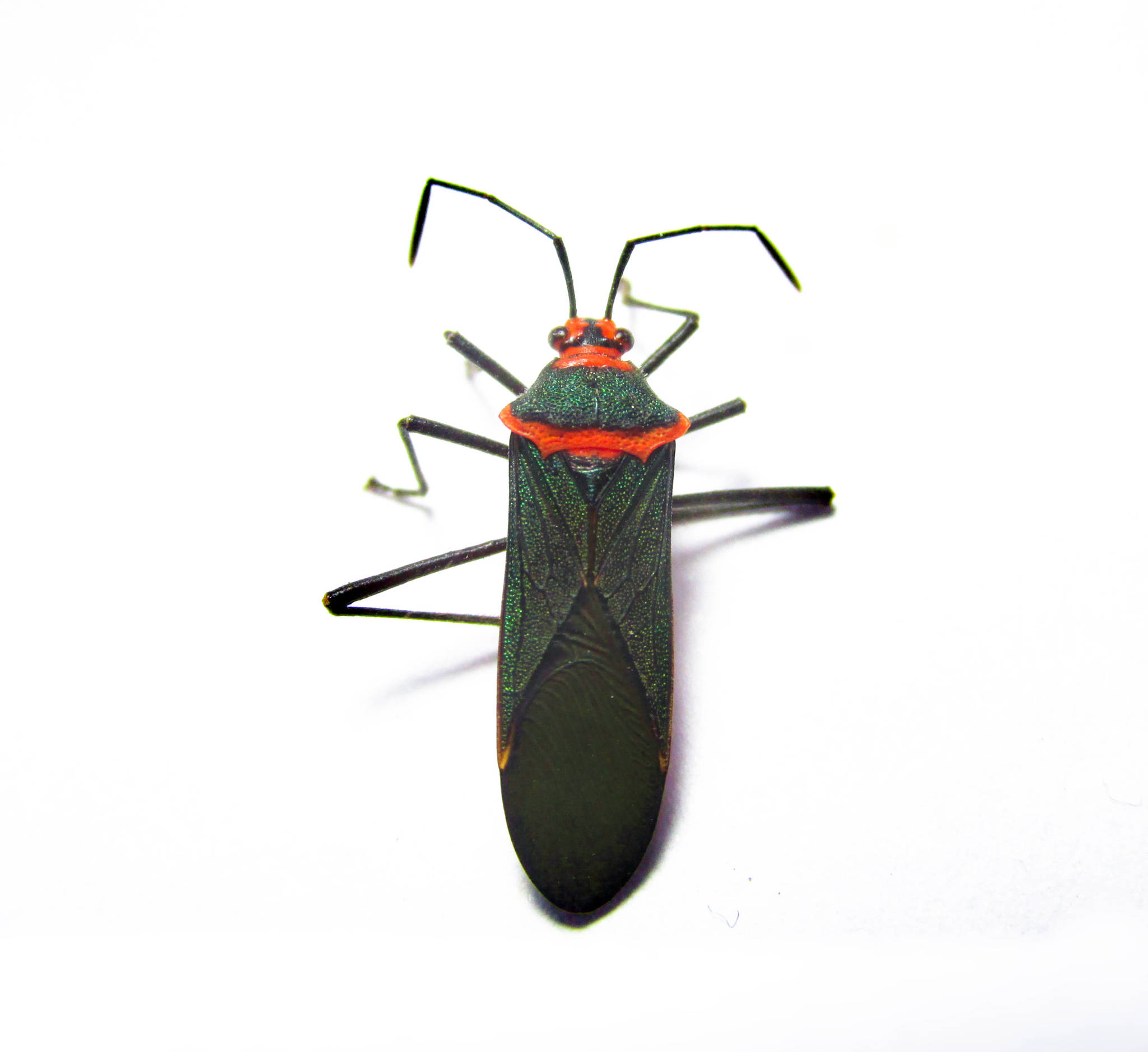 Sphictyrtus Stål, 1860