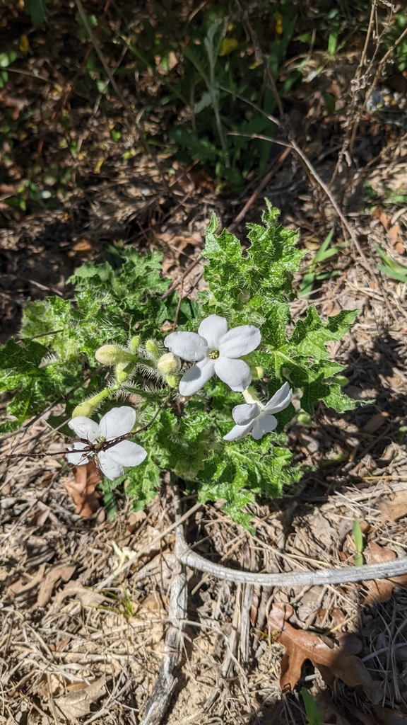 Texas Bull Nettle from Lexington, TX 78947, USA on March 31, 2022 at 02 ...