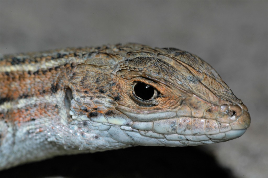 Common Rough-scaled Lizard from Kabula Lodge on August 9, 2004 at 12:16 ...