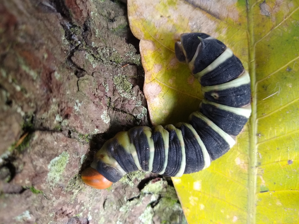 Pachylia syces (Panambi Guaçu) · iNaturalist