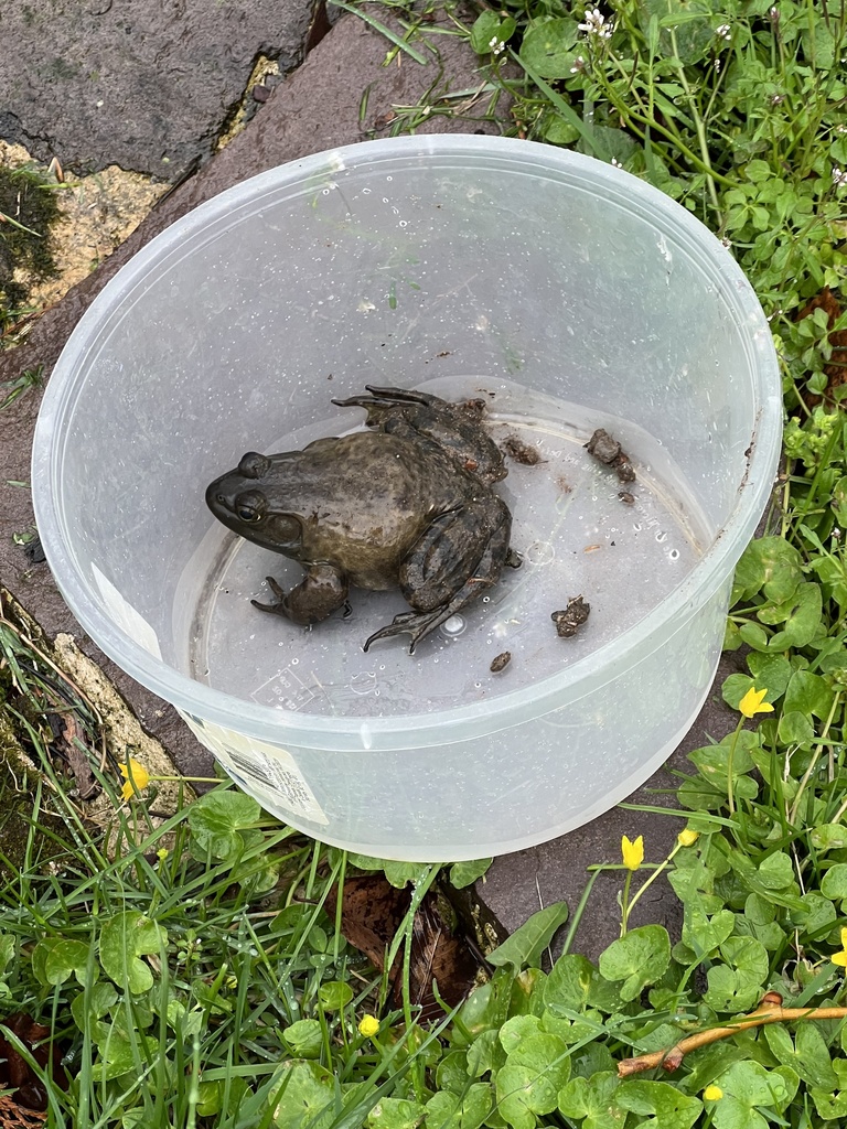 American Bullfrog from N Second Street Pike, Churchville, PA, US on ...