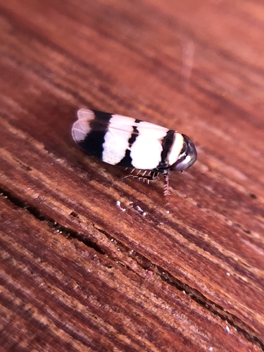 Genus Unoka · iNaturalist