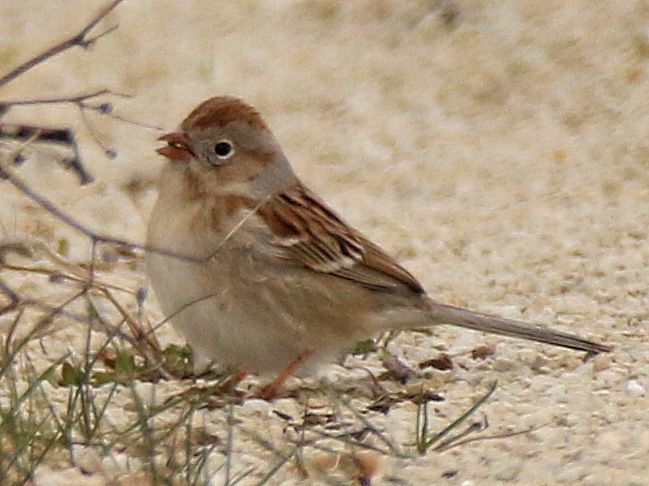 Field Sparrow from Willowbrook Wildlife Center, Glen Ellyn, IL, USA on ...