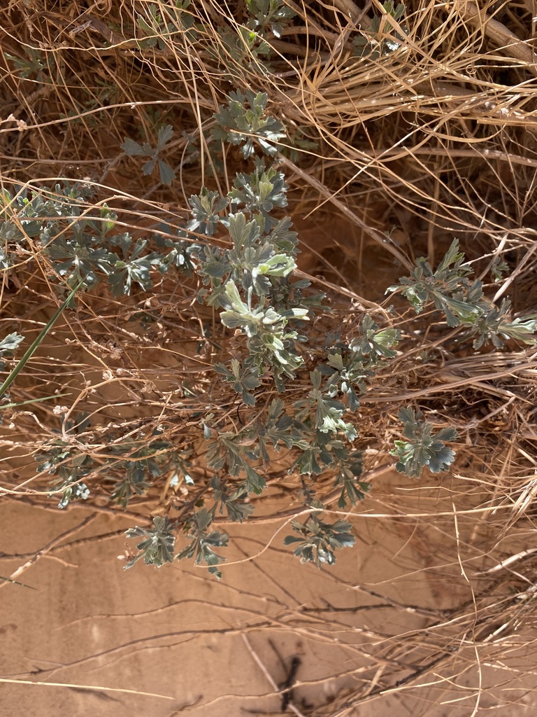 Asteroideae from Capitol Reef National Park, Boulder, UT, US on April ...