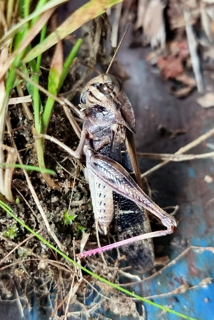 Australian Yellow-winged Locust from Gordon VIC 3345, Australia on ...