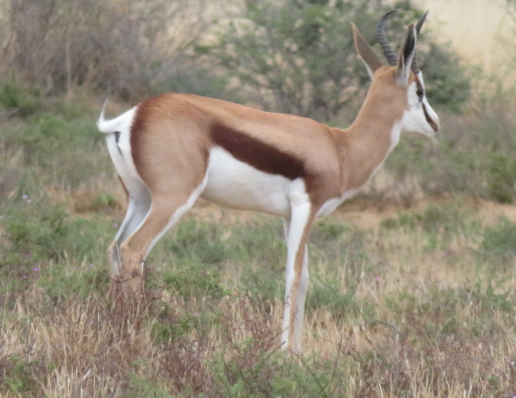Karoo Springbok from Darlington Dam. Western District, South Africa on ...