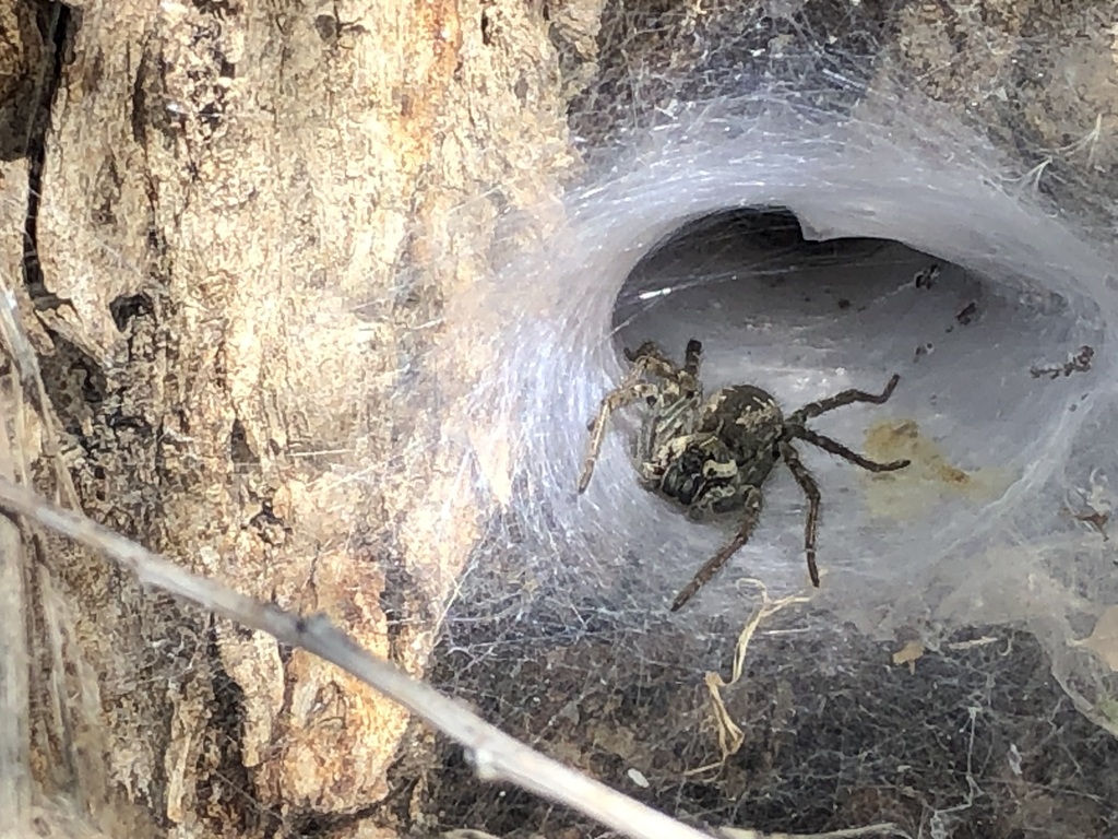 Sosippus californicus from Maricopa County, AZ, USA on April 3, 2022 at ...