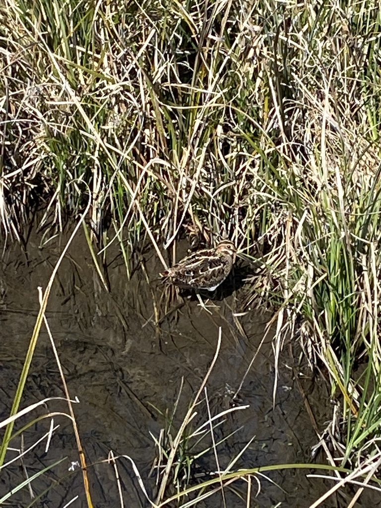 Wilson's Snipe from SW 175th Ave, Beaverton, OR, US on April 07, 2022 ...