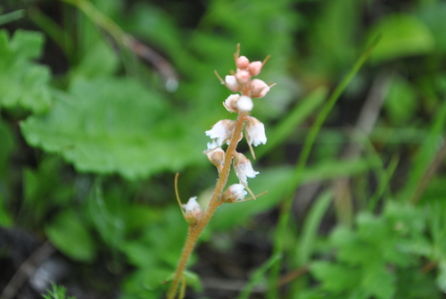Aletris glandulifera · iNaturalist