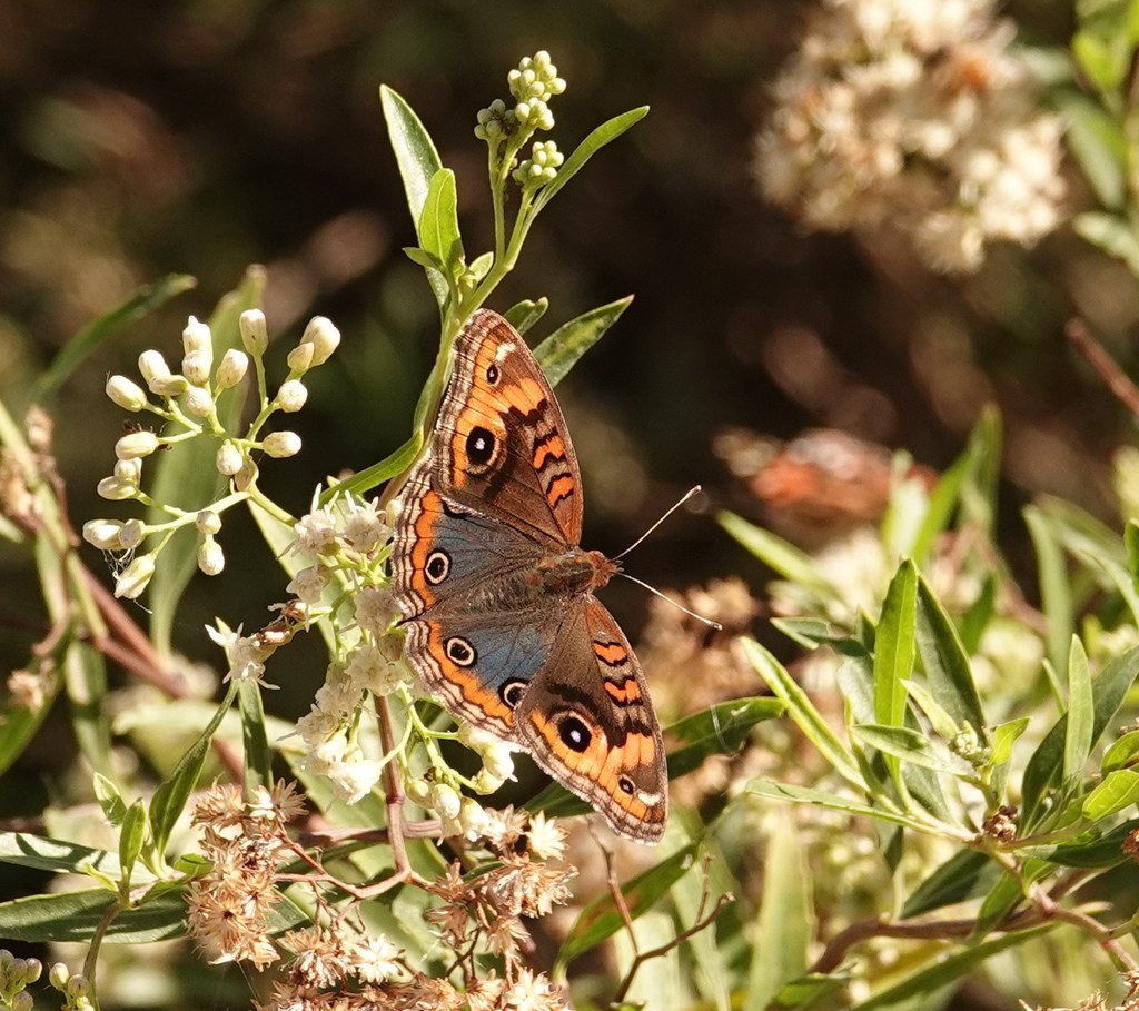 Junonia genoveva from Berisso, Provincia de Buenos Aires, Argentina on ...