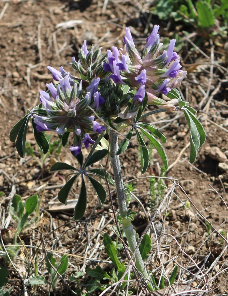 Texas Plains Indian breadroot from Burnet County, TX, USA on April 07 ...