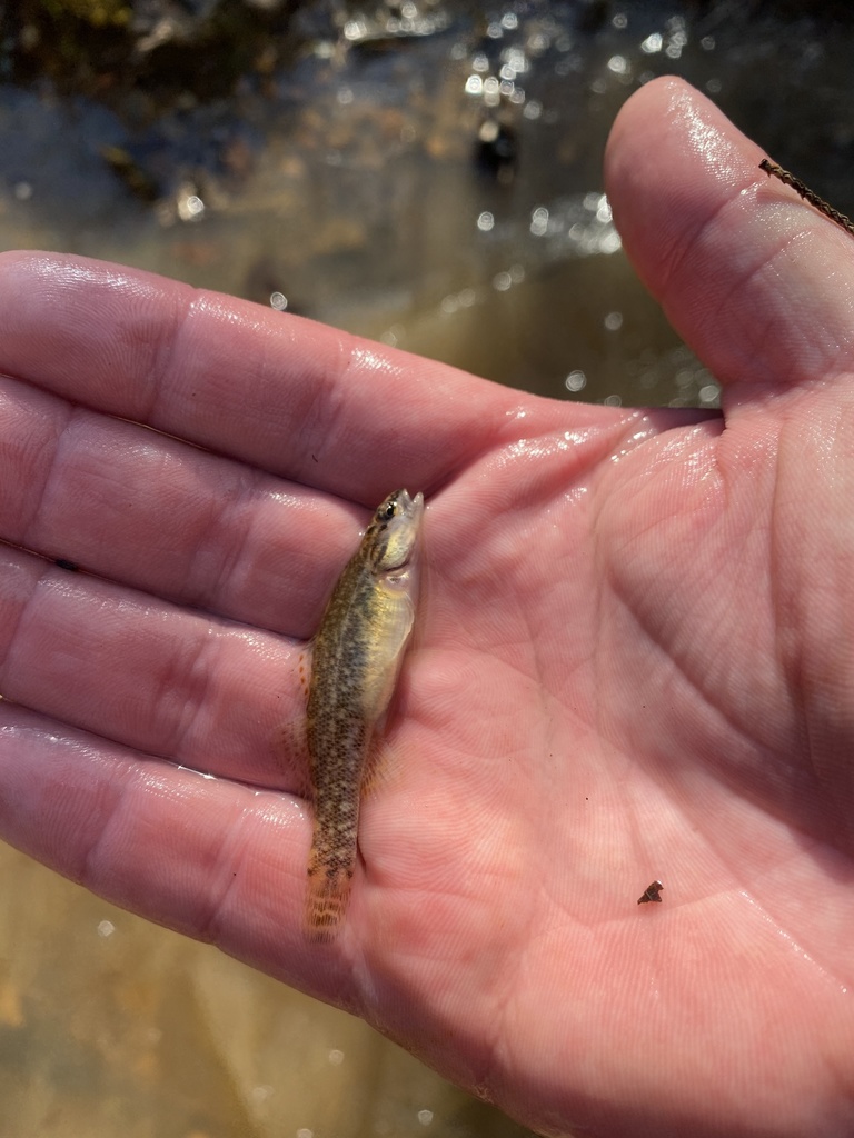 Redspot darter from West Blocton, AL, US on February 22, 2022 at 03:35 ...