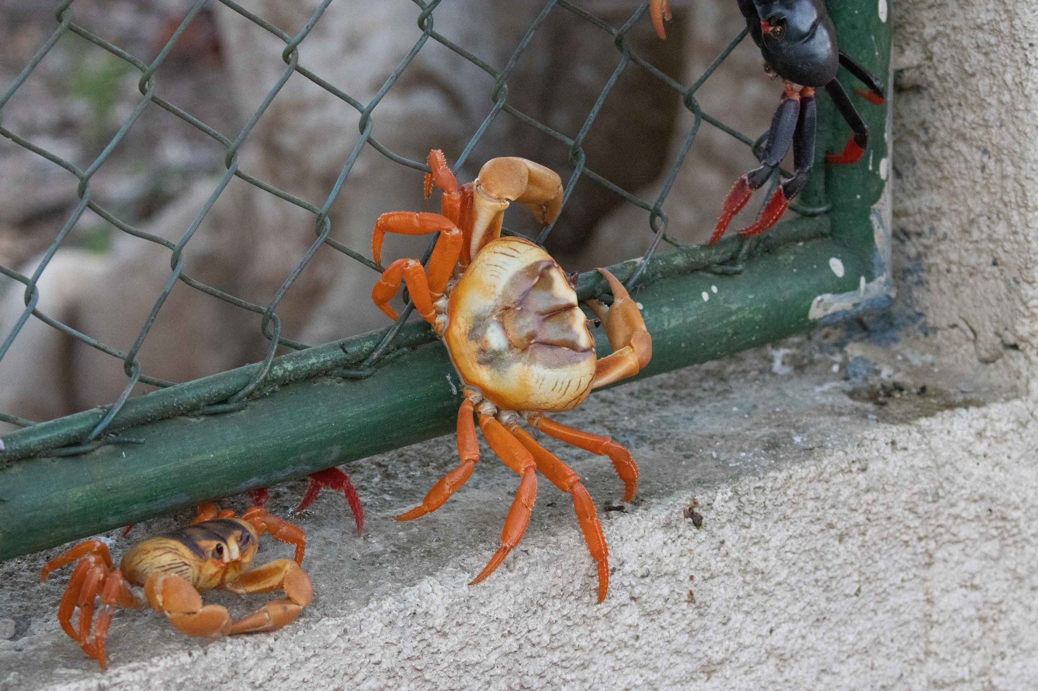 Gecarcinus ruricola (Linnaeus, 1758)