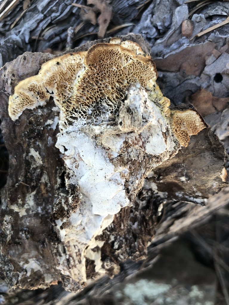 Antrodia multiformis from Prescott National Forest, Jerome, AZ, US on ...