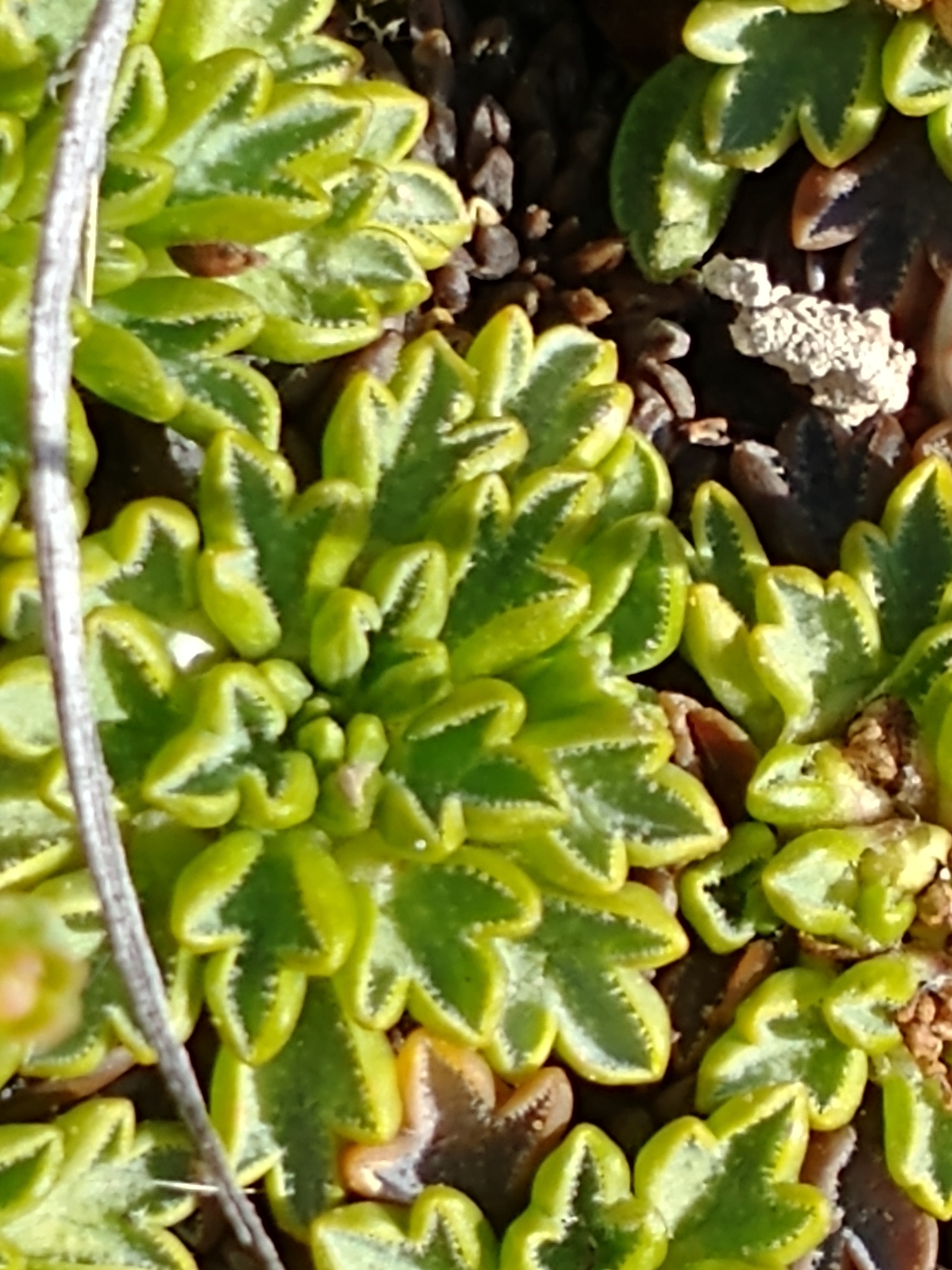 Bolax gummifera (Lam.) Spreng.