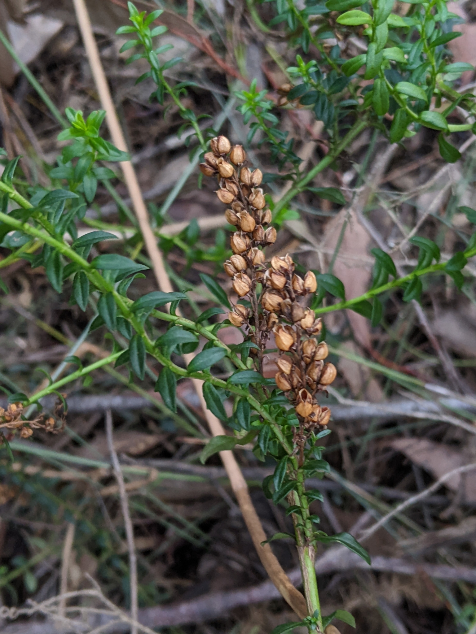 Veronica formosa R.Br.