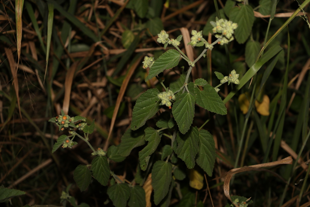 flannel weed from Hervey Bay - Pt A, Queensland, Australia on April 06 ...