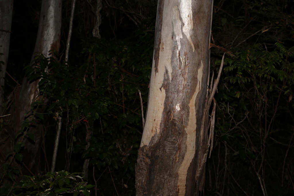 Eucalyptus tereticornis tereticornis from Hervey Bay - Pt A, Queensland ...