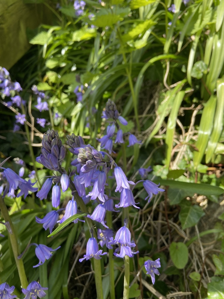 Hybrid bluebell from Hibbens Close, Oak Bay, BC, CA on April 7, 2022 at ...