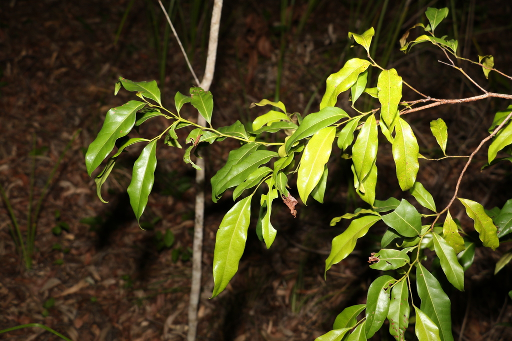 blush walnut from Hervey Bay - Pt A, Queensland, Australia on April 06 ...