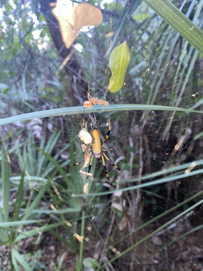 Golden Silk Spider from Coral Reef Park, Palmetto Bay, FL, US on April ...