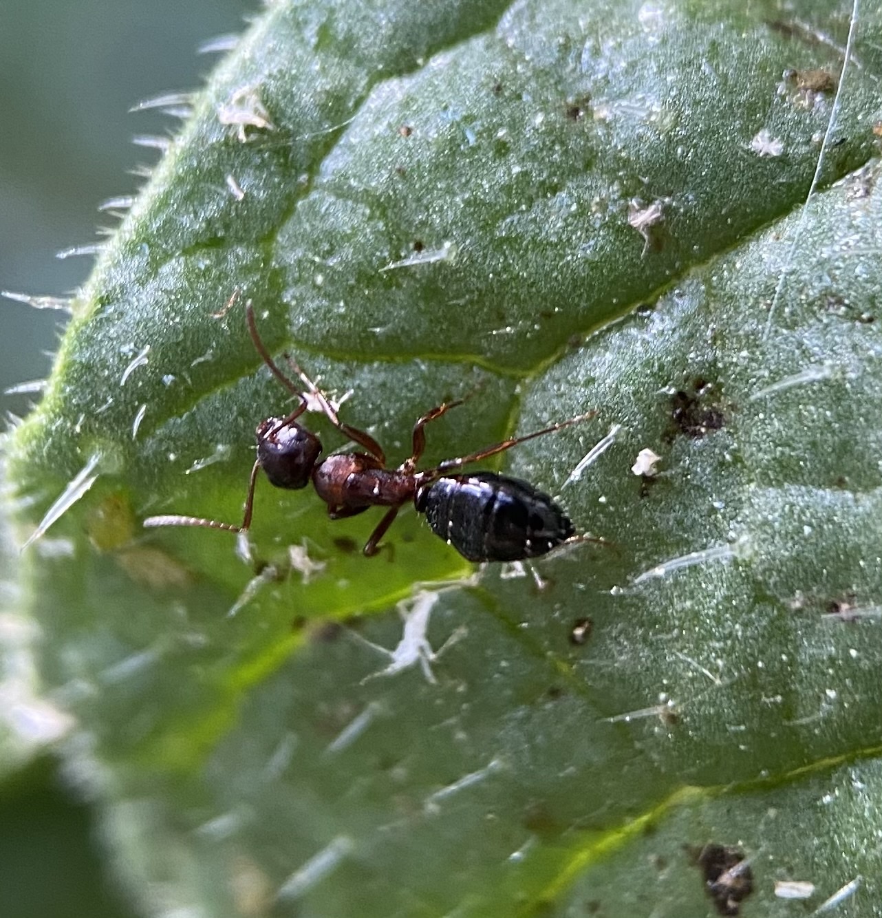Camponotus hyatti Emery, 1893