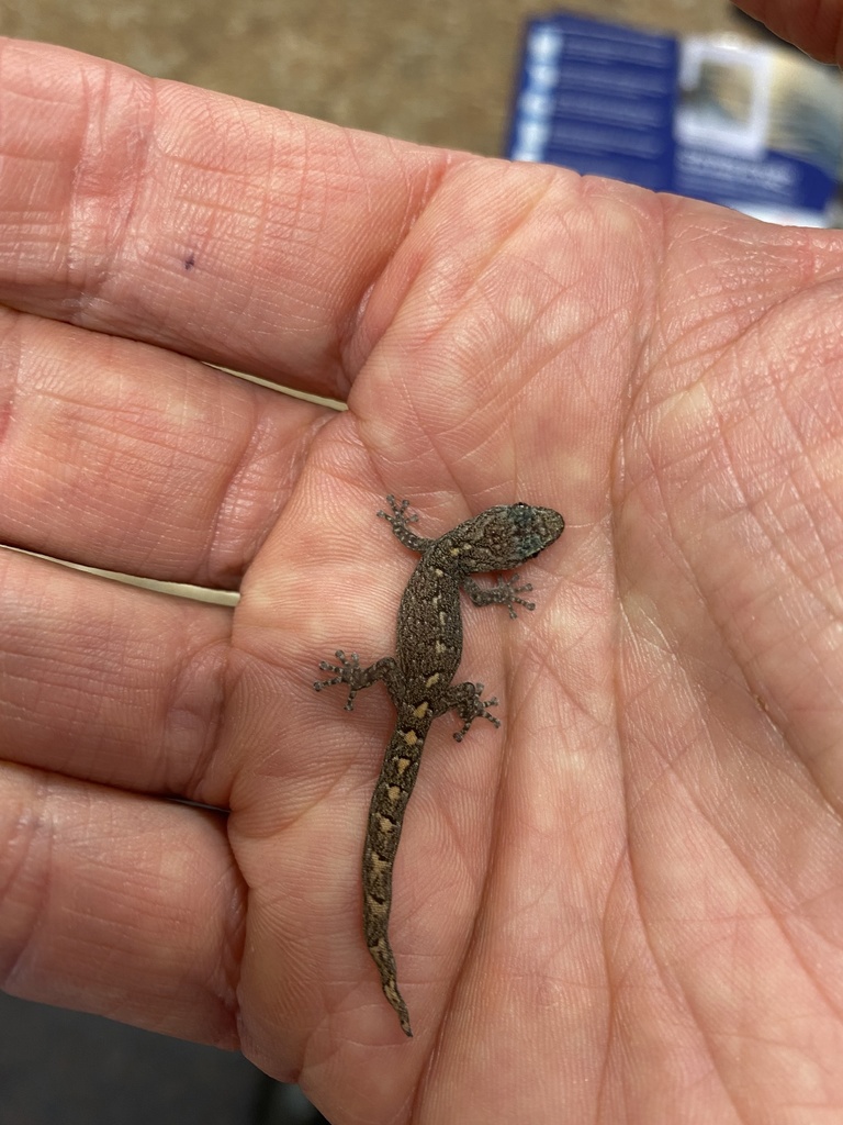 Southern Marbled Gecko from Cocora St, Eden, NSW, AU on April 08, 2022 ...