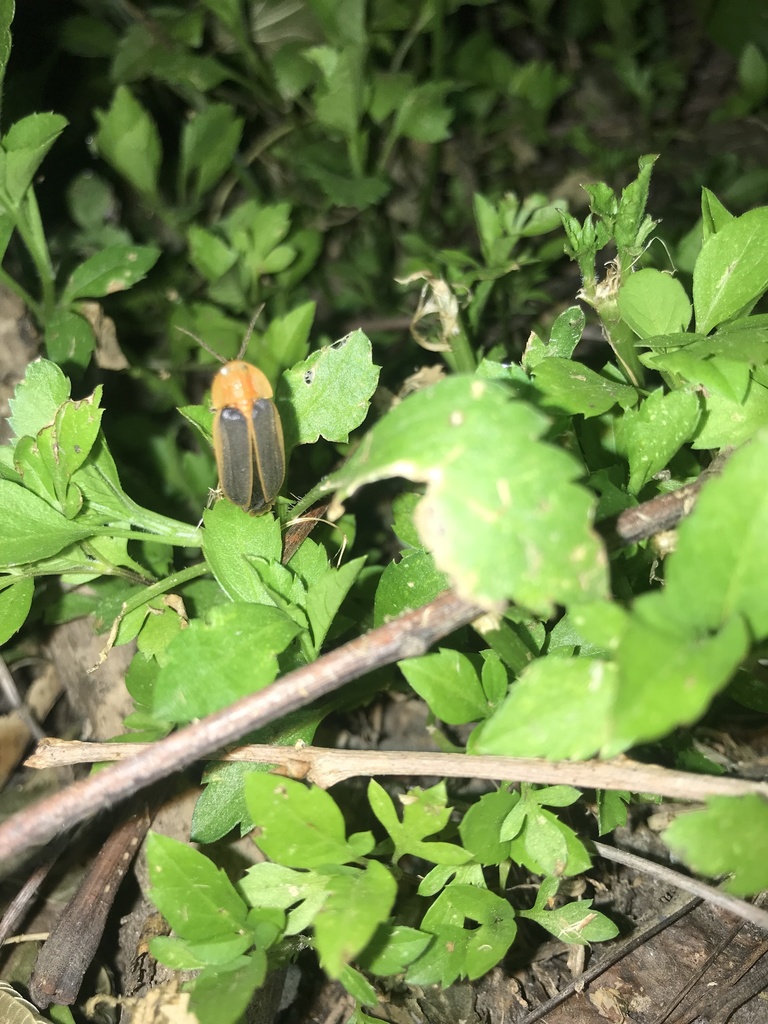 Rimmed Window Firefly from 金門, 金寧鄉, TW on April 06, 2022 at 09:11 PM by ...