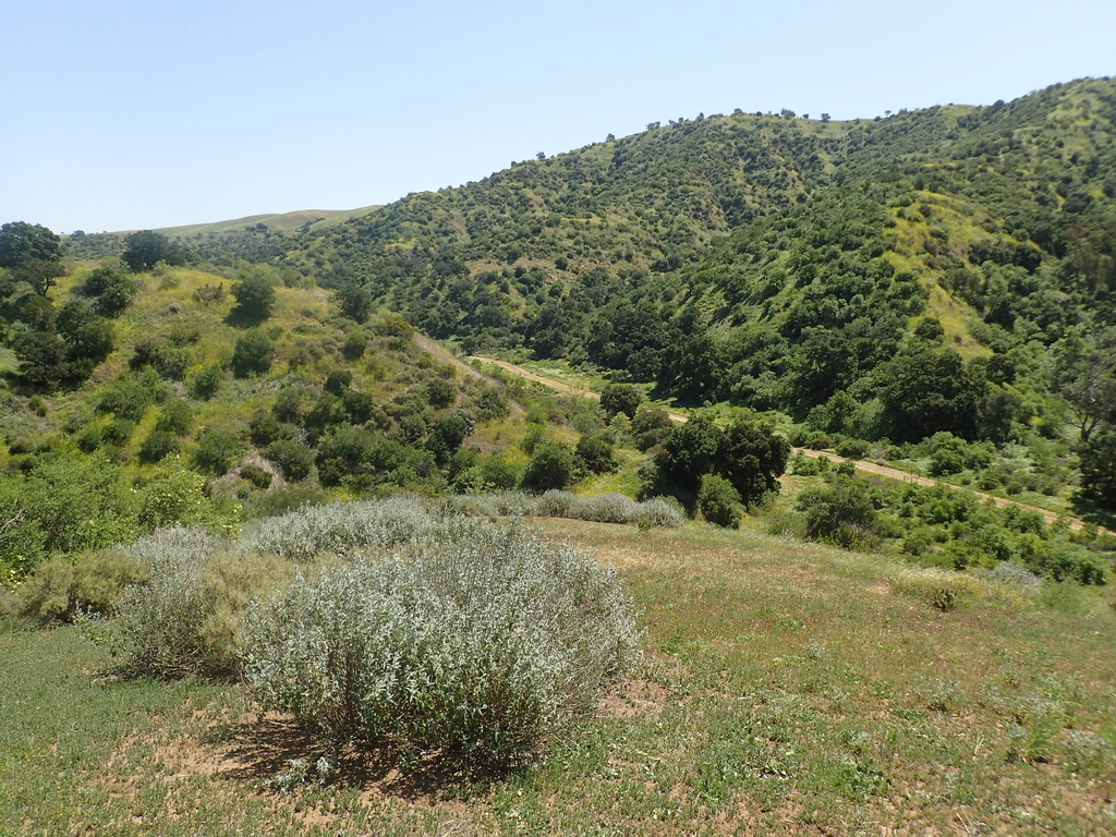 purple sage from Telephone Line Rd, Chino Hills, CA, US on April 7 ...
