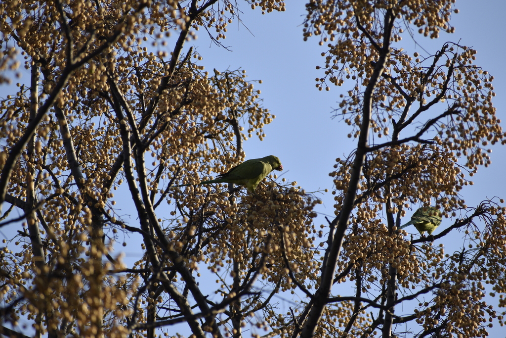 Rose-ringed Parakeet from European Side, İstanbul, Турция on February 6 ...
