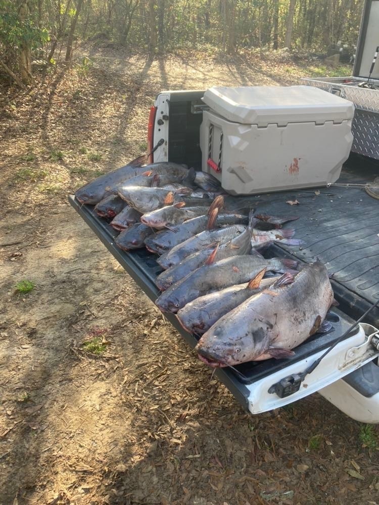 Blue Catfish from Duke St, Georgetown, SC, US on March 26, 2022 at 08: ...