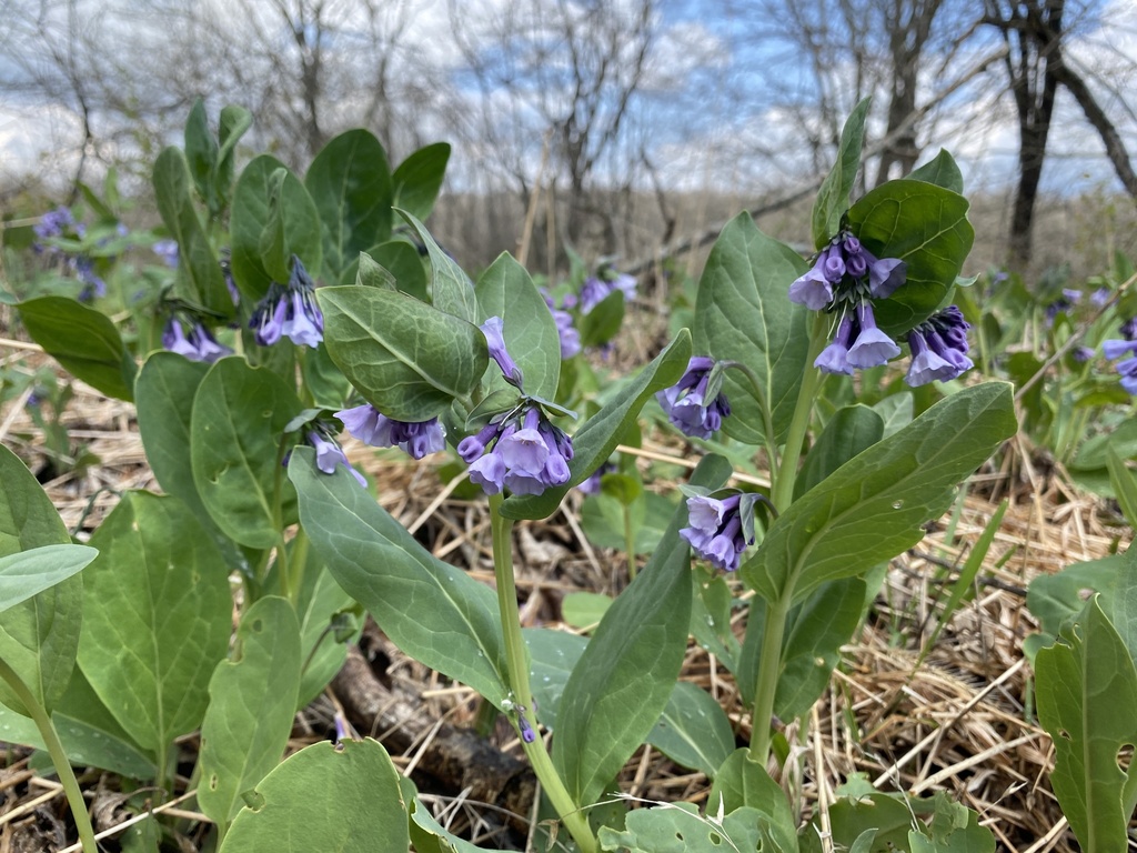 Virginia bluebells from Cedarcreek Ln, Lexington, KY, US on April 07 ...