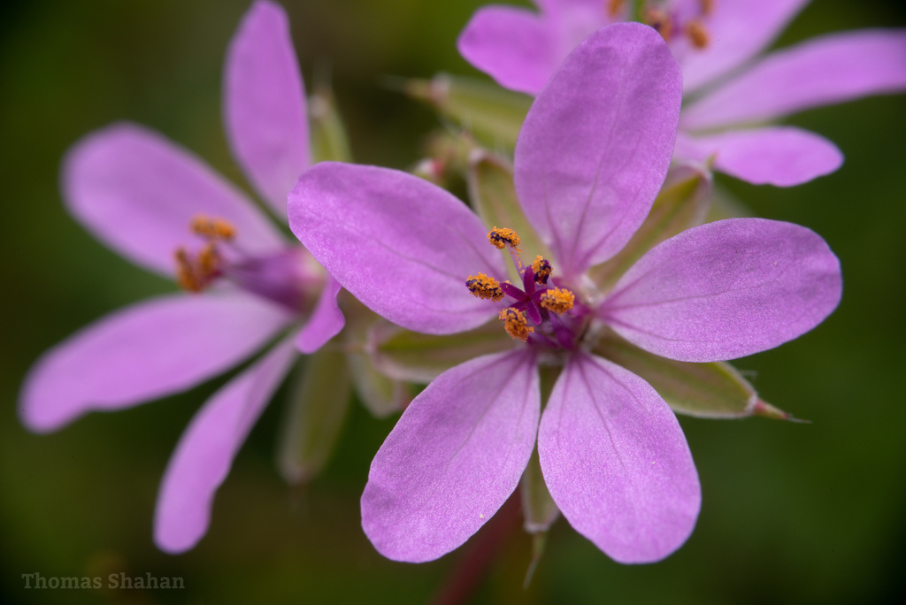 Filaree (Prologis Beaumont) · iNaturalist