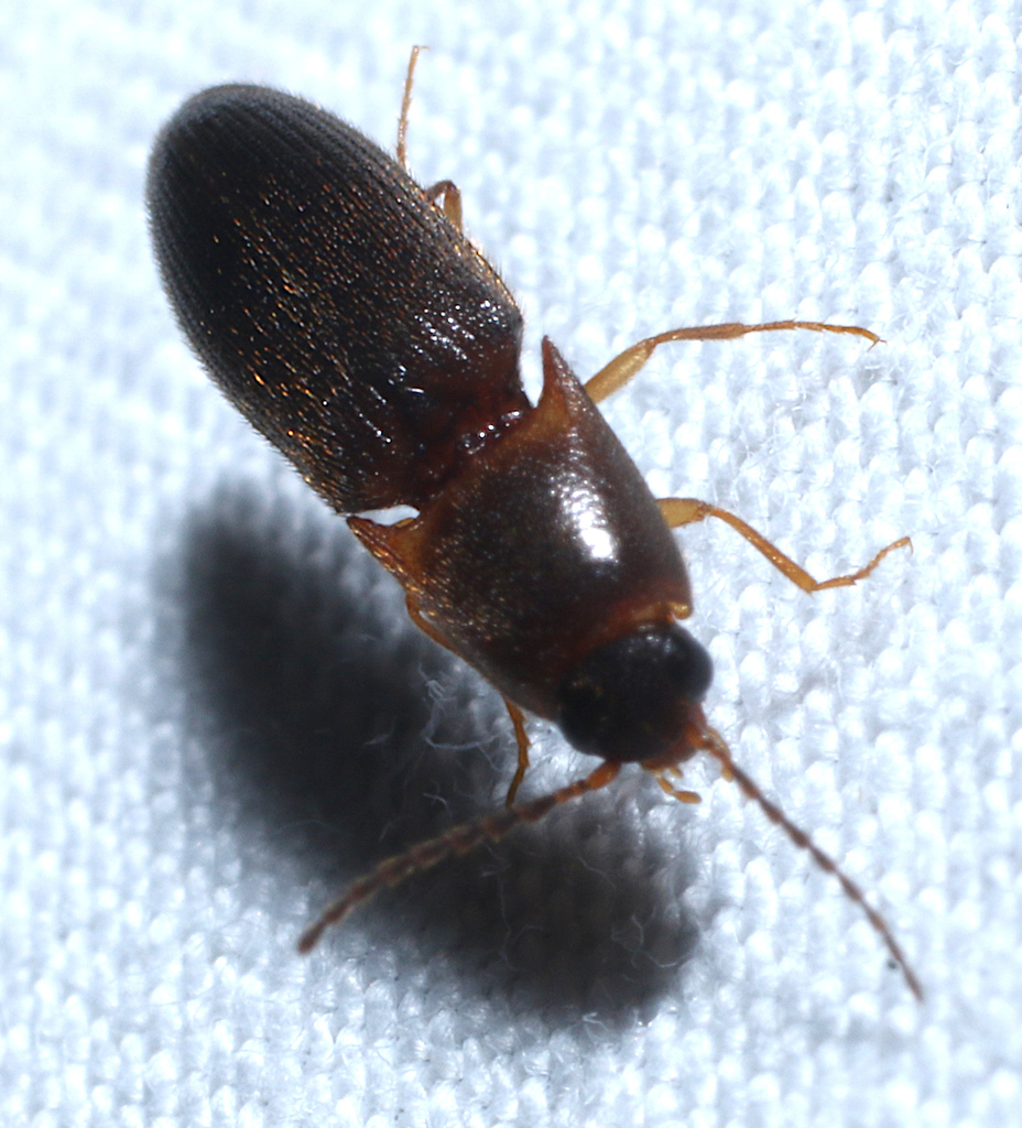 Megapenthes rufilabris from Home, St Mary's County, MD, USA on August ...