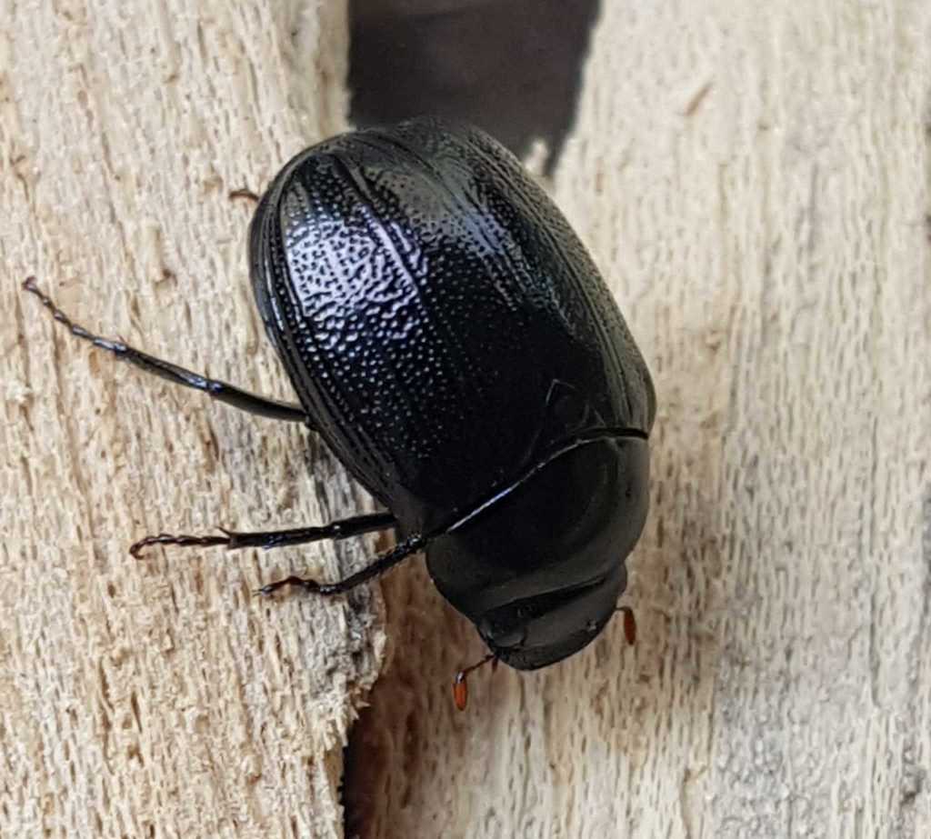 Apogonia cribricollis from St. Francis Xavier's Parish, Macao on April ...