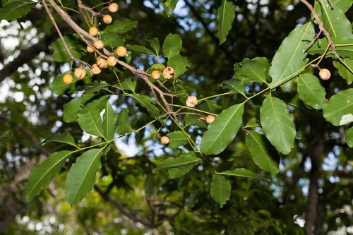 Dysoxylum bijugum · iNaturalist