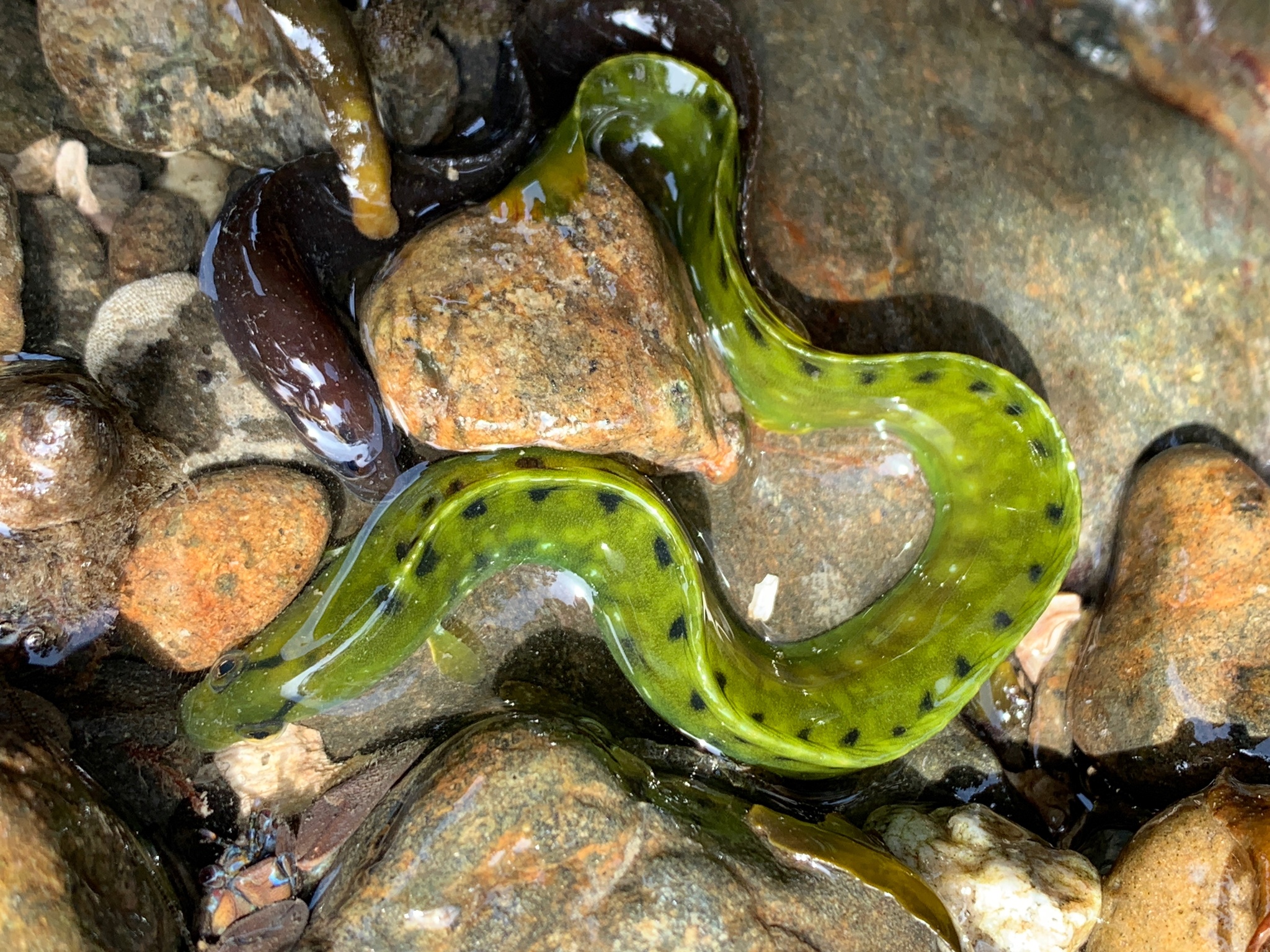 Apodichthys flavidus Girard, 1854