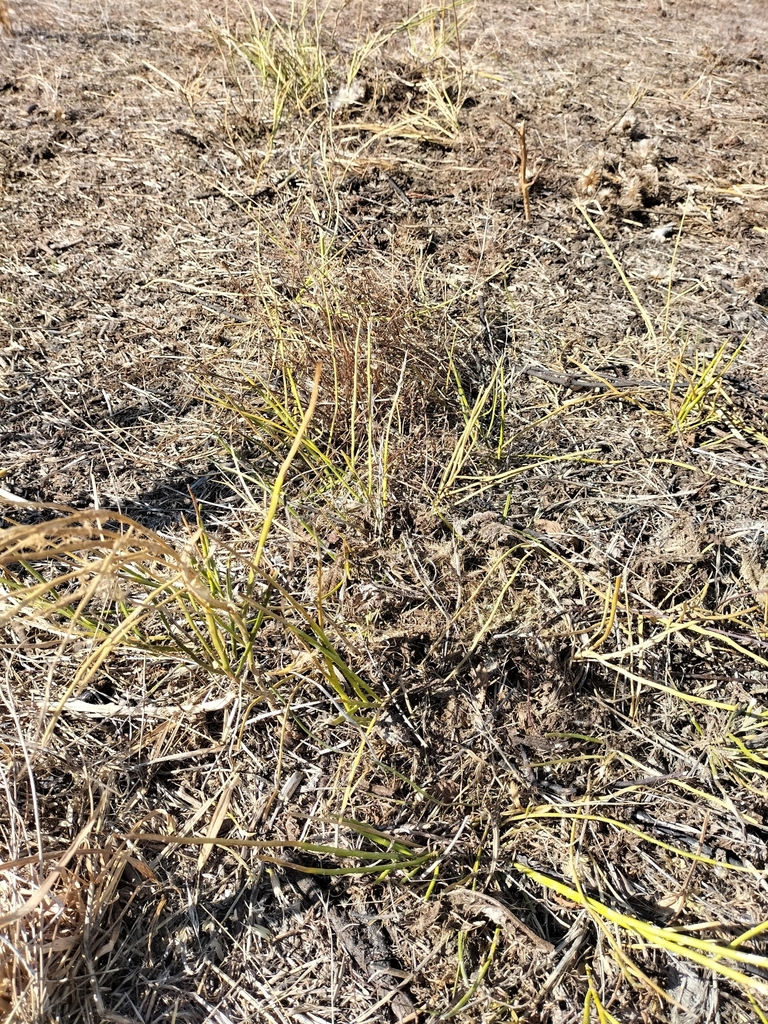 New Zealand common broom from Christchurch including Banks Peninsula ...