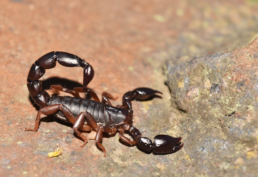 Bothriurus bonariensis from Lavalleja, 50000 Departamento de Salto ...