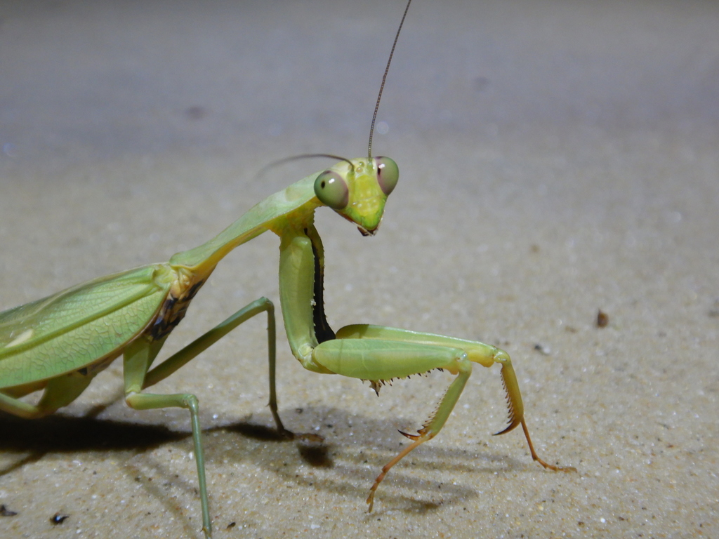 Hooded Horror from Torres, Queensland, Australia on March 04, 2022 at ...