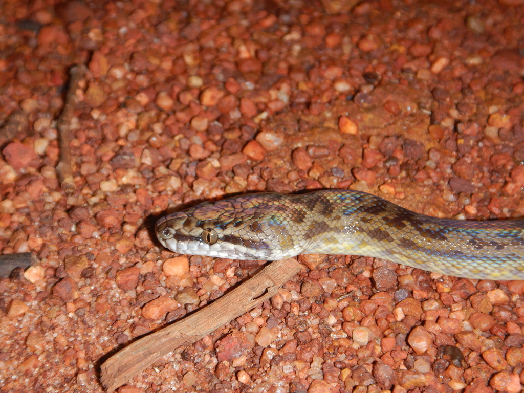 Children's Pythons from Torres, Queensland, Australia on March 4, 2022 ...