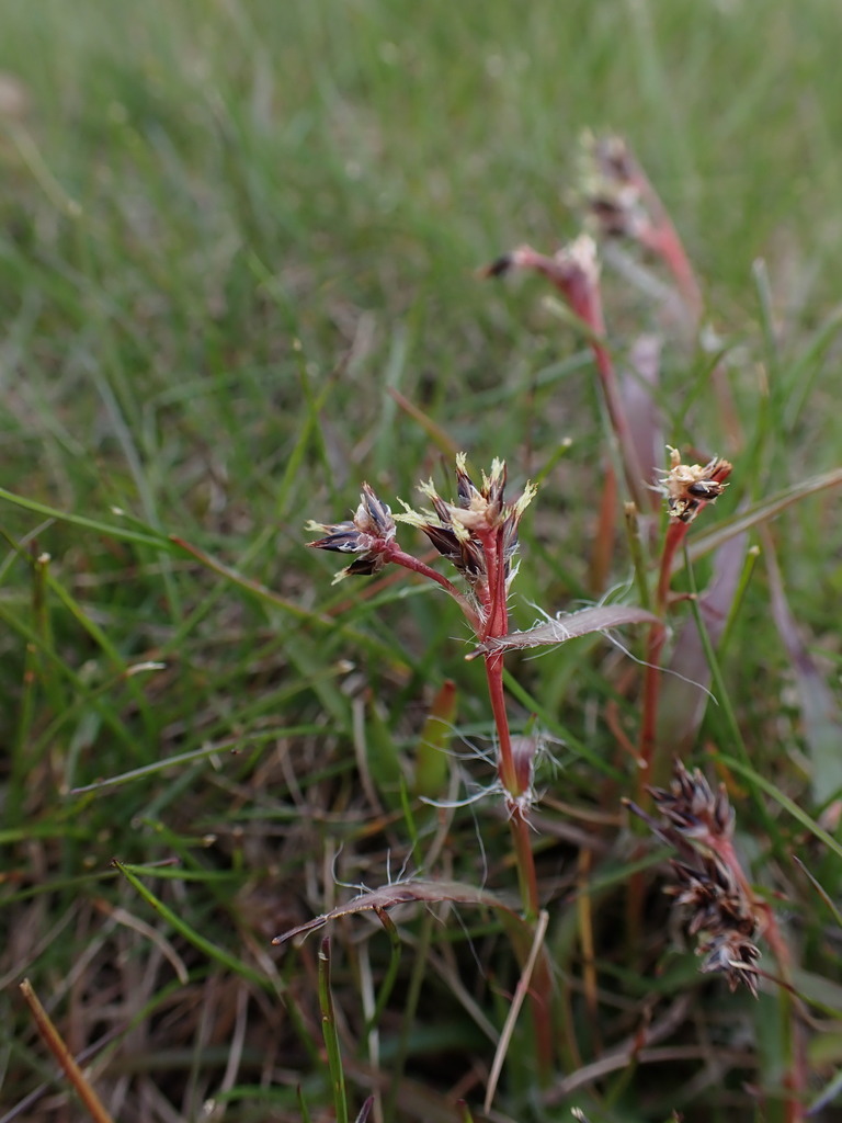 Prairie Woodrush from Comox Valley, BC, Canada on April 07, 2022 at 02: ...