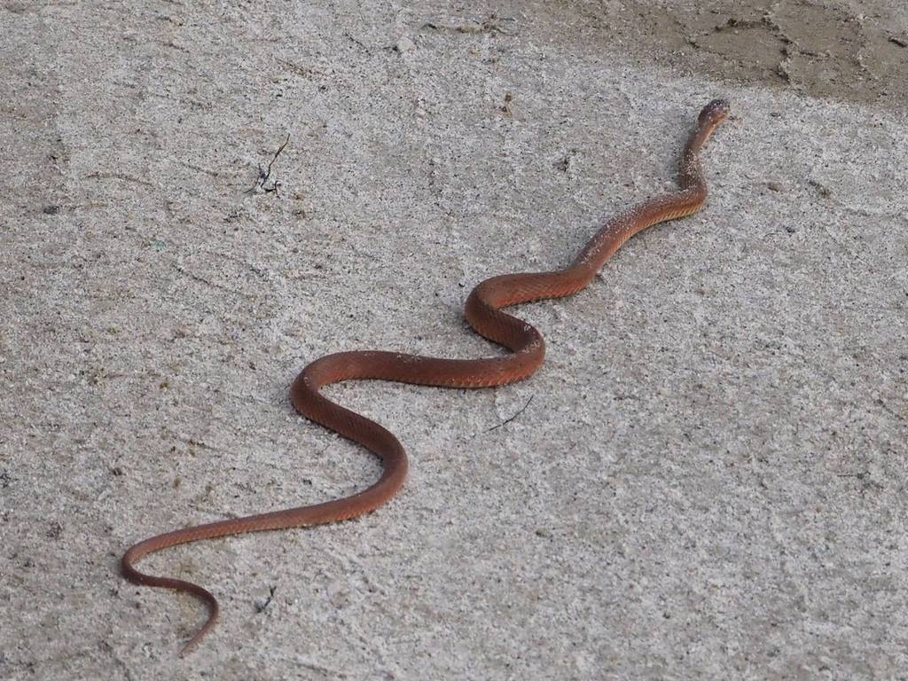 Australasian Cat Snakes from Gelephu, Bhutan on November 21, 2014 at 08 ...