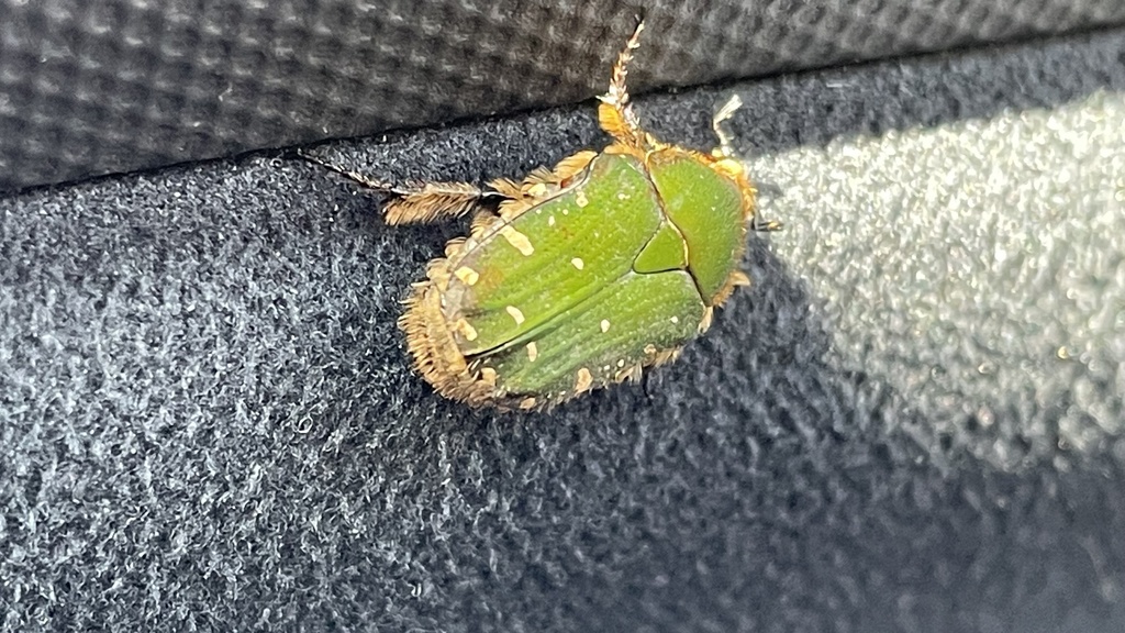 Blue Flower Chafer from 国道270号, Hioki, Kagoshima, JP on April 8, 2022 ...