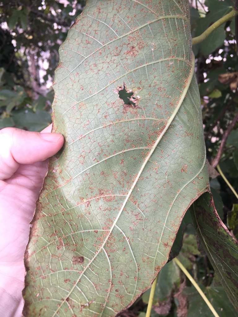 Fig rust from Auckland, New Zealand on April 8, 2022 at 01:38 PM by ...
