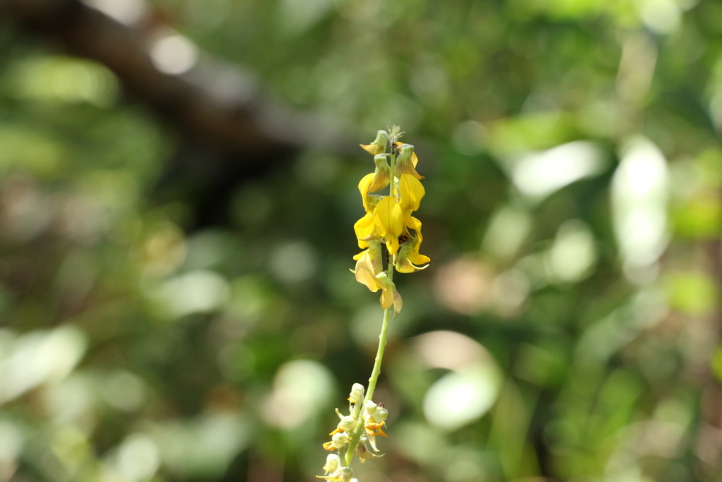 Streaked Rattlepod from Cooloola (excl. Gympie), Great Sandy ...