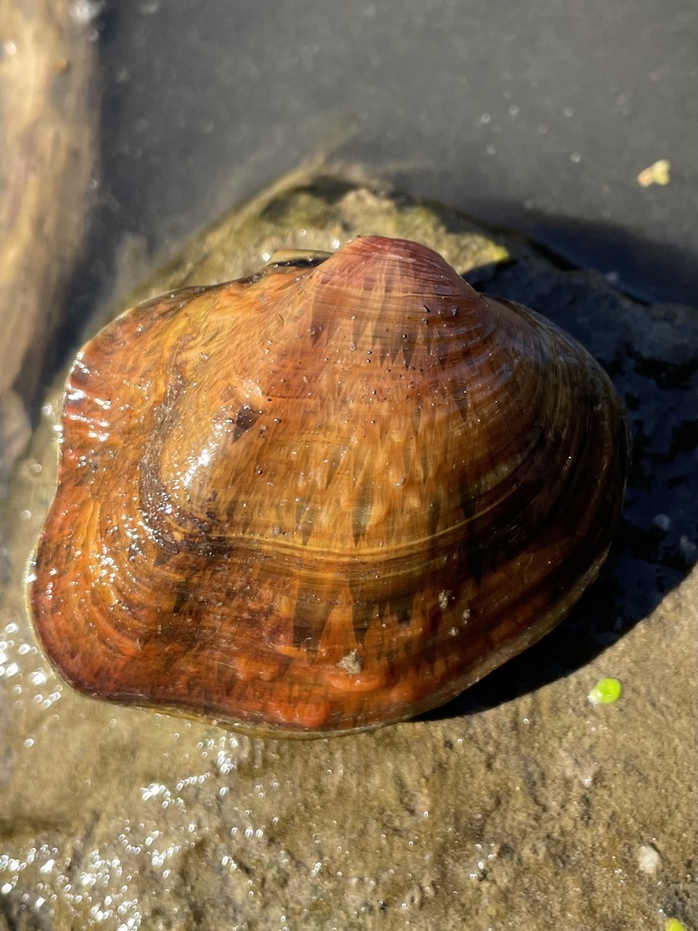 Monkeyface Mussel in October 2021 by Noah Berg · iNaturalist