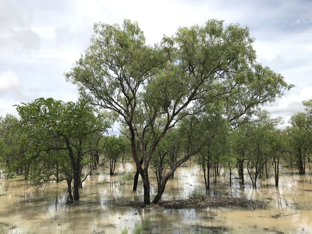 Coolibah (Eucalyptus microtheca) - Botanical Realm