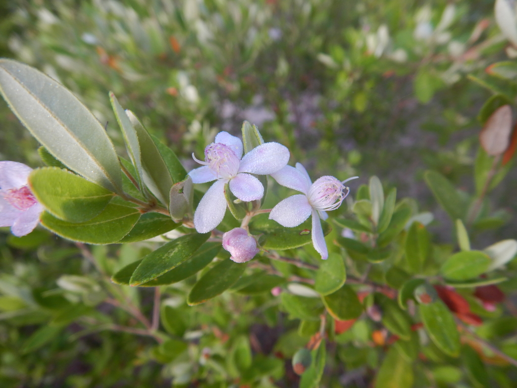 beach myrtella from Injinoo, Queensland, Australia on March 8, 2022 at ...