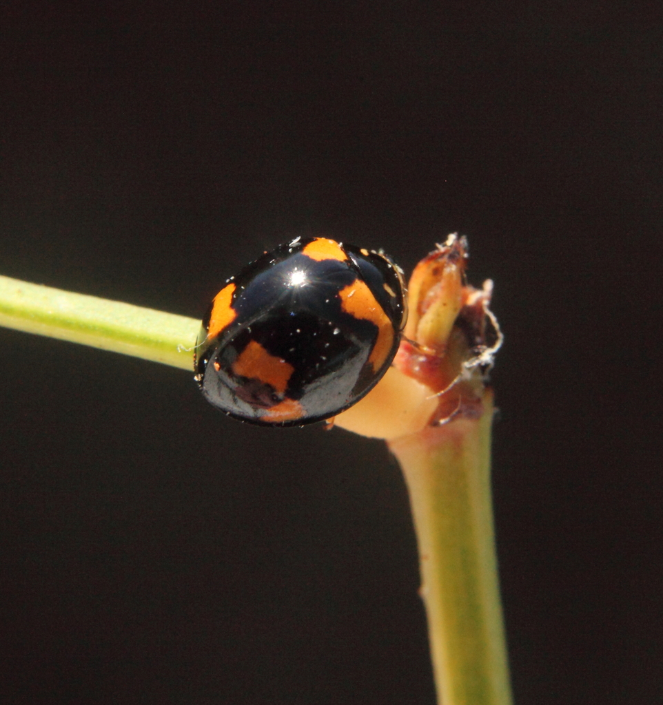 Six-spotted Zigzag Ladybird from Nannup WA 6275, Australia on April 7 ...